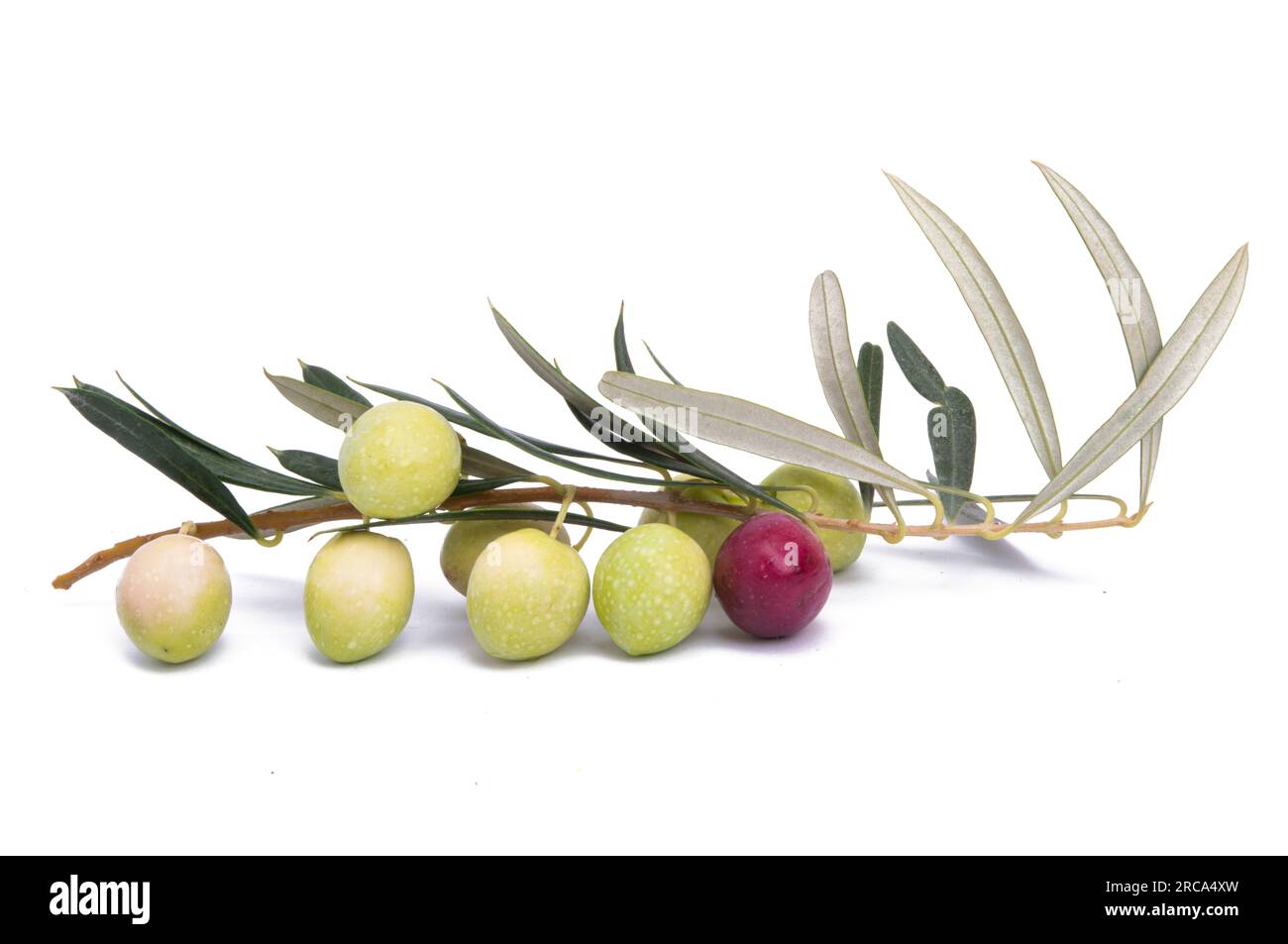 Olive branch with olives isolated on white background Stock Photo - Alamy