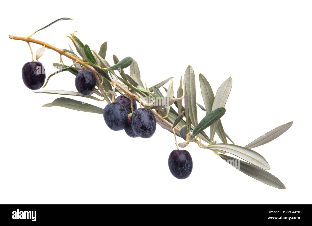 Olive branch with olives isolated on white background Stock Photo - Alamy