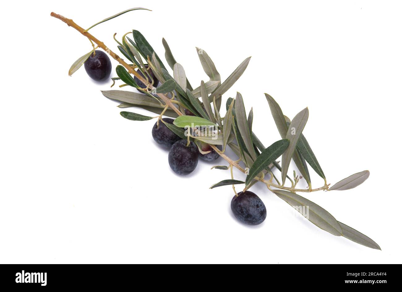 Olive branch with olives isolated on white background Stock Photo - Alamy