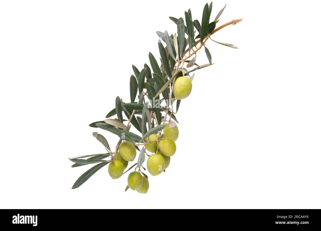 Olive branch with olives isolated on white background Stock Photo - Alamy