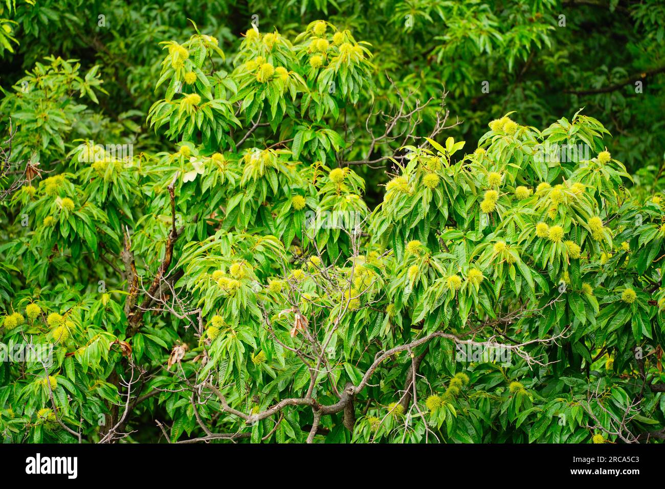 Chestnuts tree bough hi-res stock photography and images - Alamy