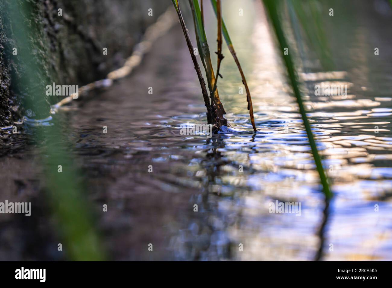Stream close up hi-res stock photography and images - Alamy