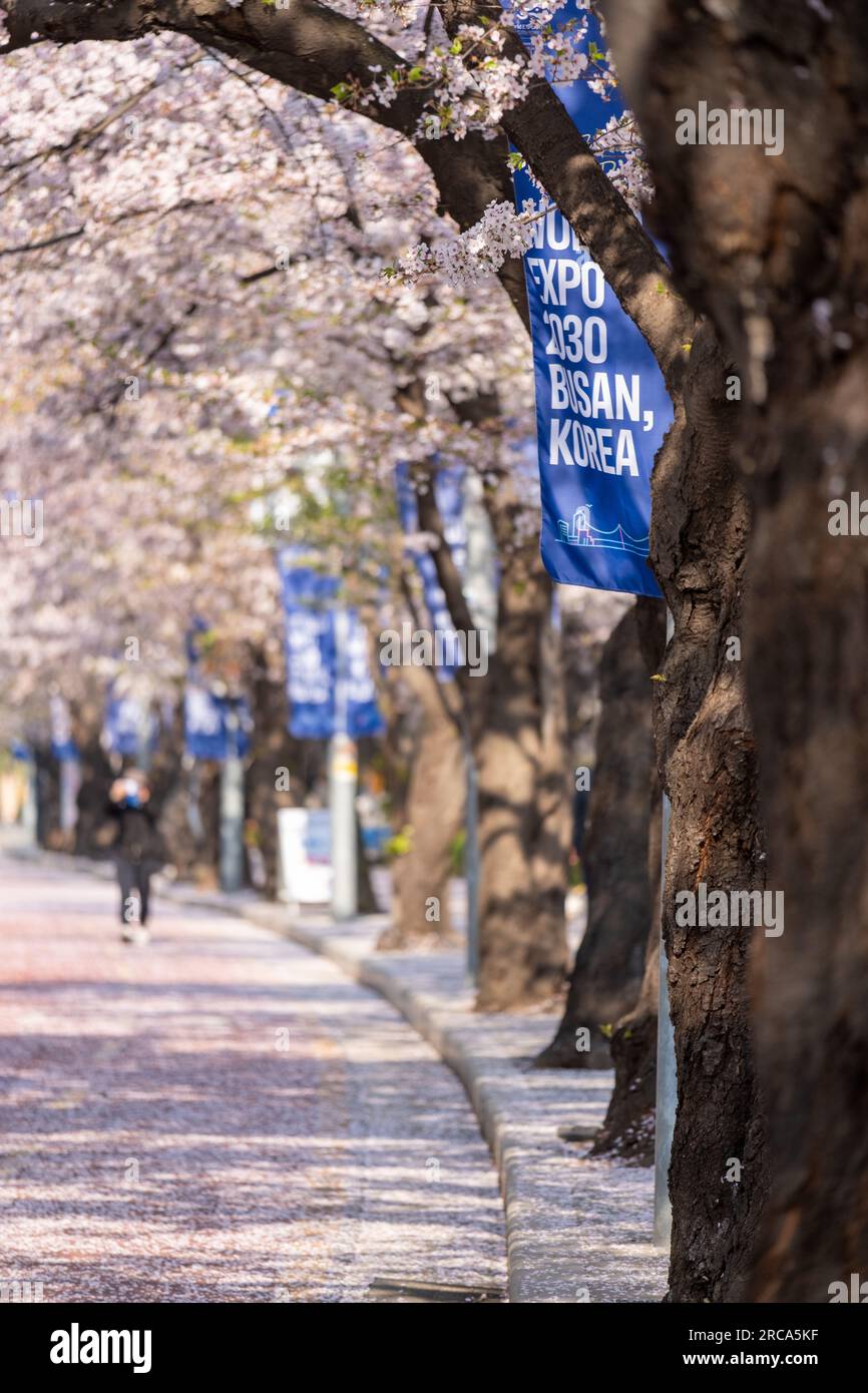 Yeouido cherry blossom hi-res stock photography and images - Alamy