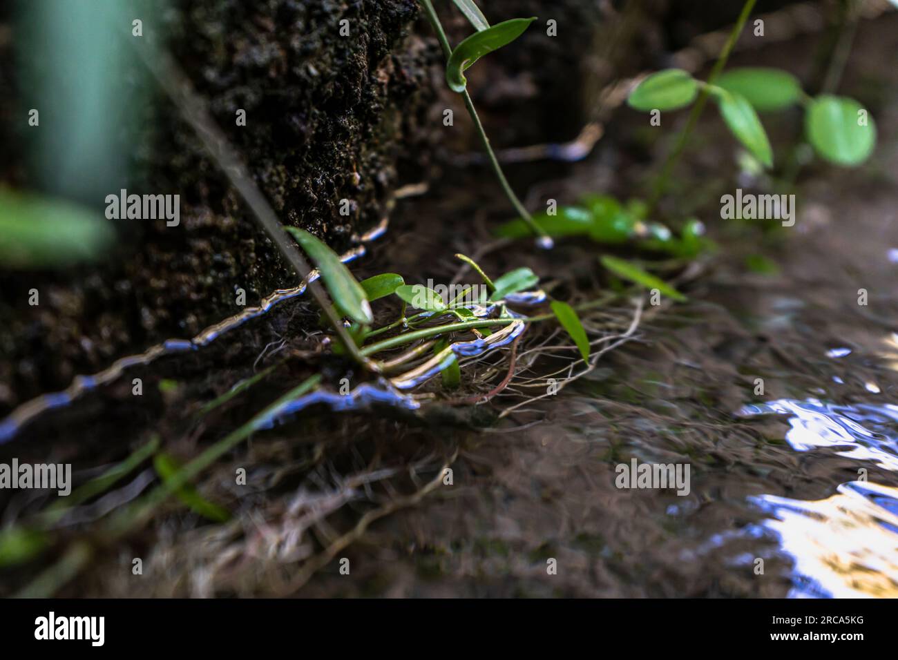 Water greens hi-res stock photography and images - Alamy
