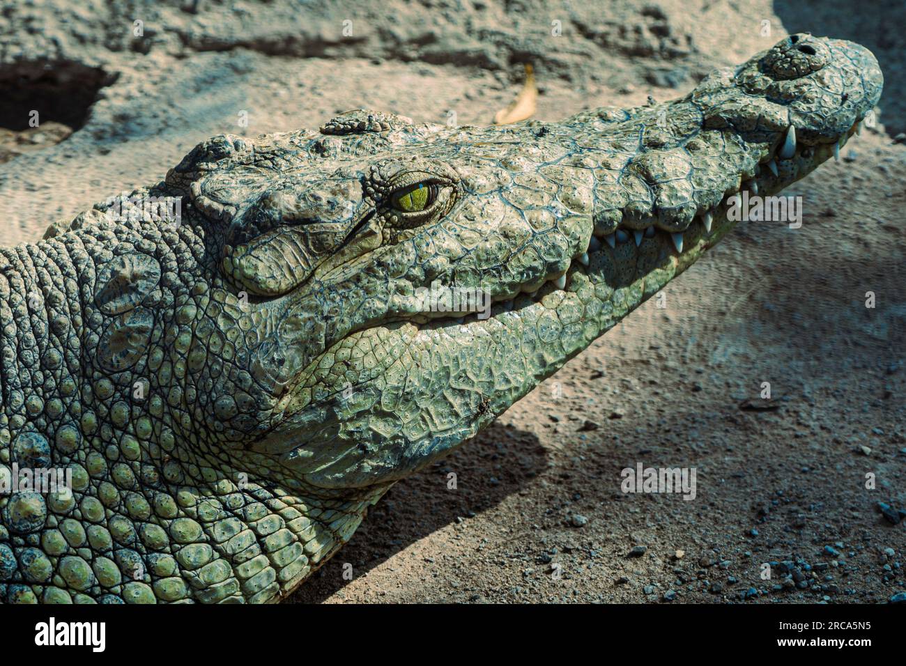 Crocodile teeth detail hi-res stock photography and images - Alamy