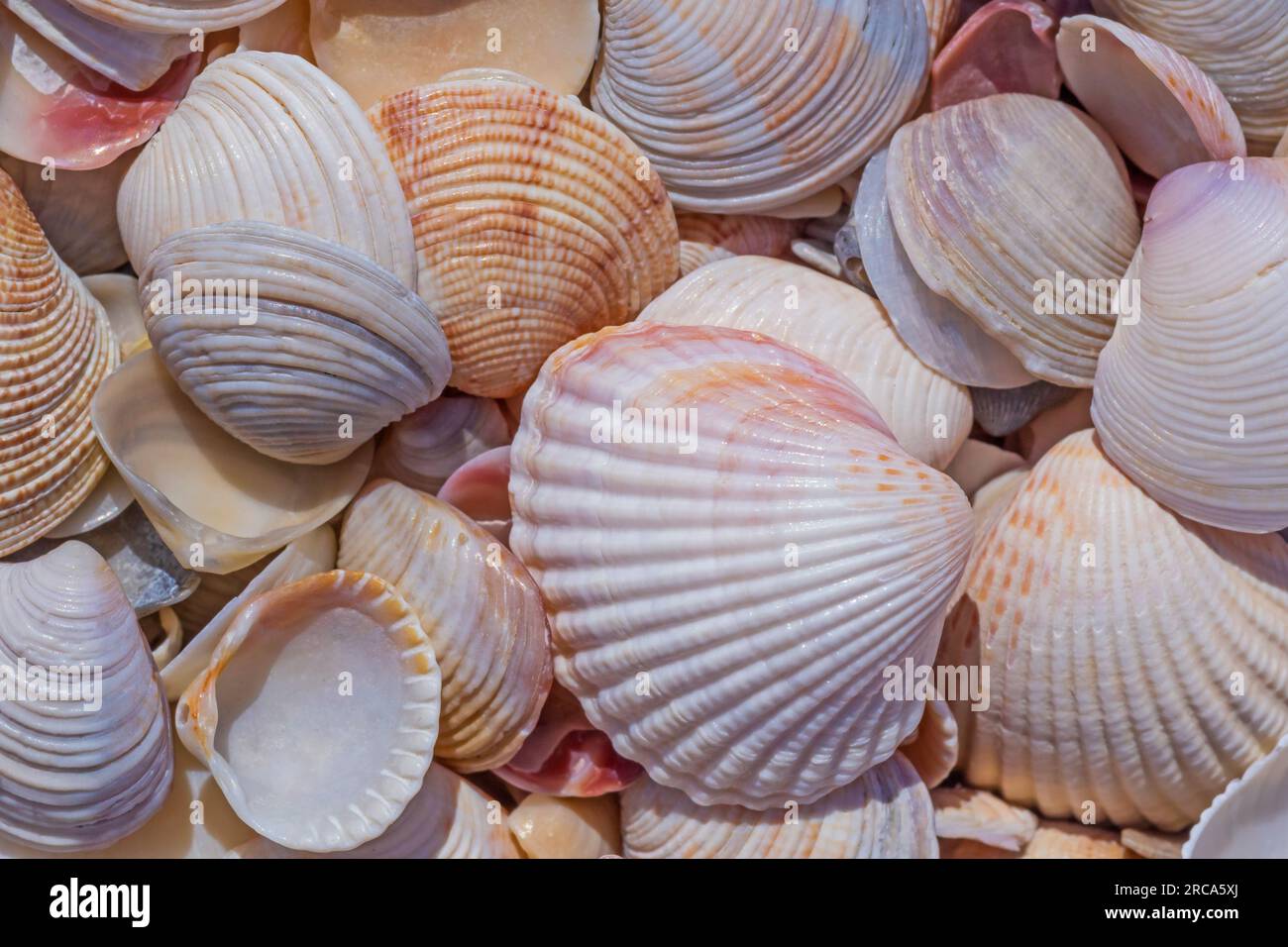Gray brown seashells close hi-res stock photography and images - Alamy