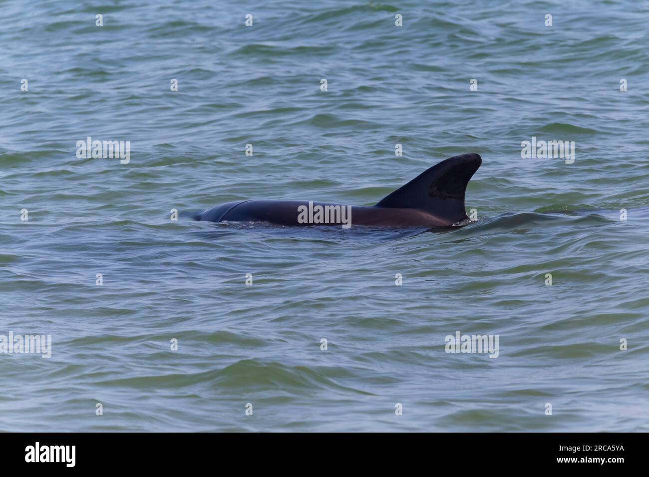 Flipper the dolphin hi-res stock photography and images - Alamy