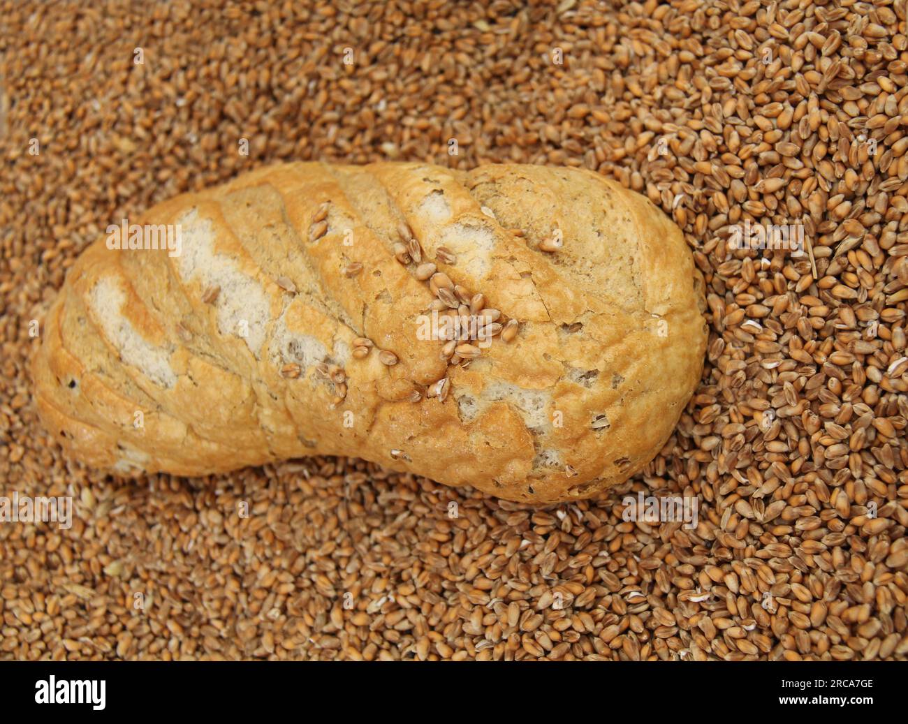 A Loaf of Bread Laying on a Bed of Milling Wheat Stock Photo - Alamy