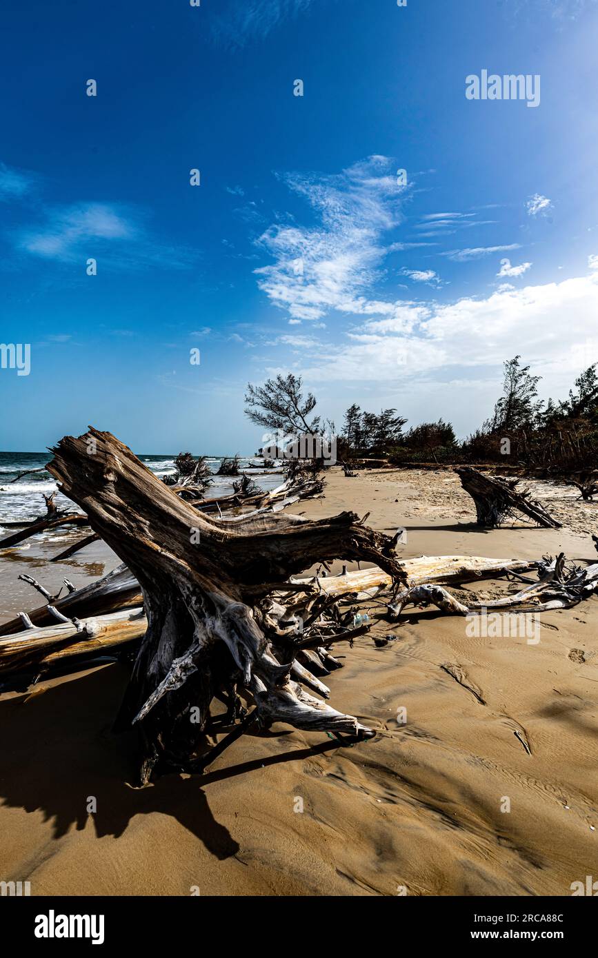 Mare senegal hi-res stock photography and images - Alamy