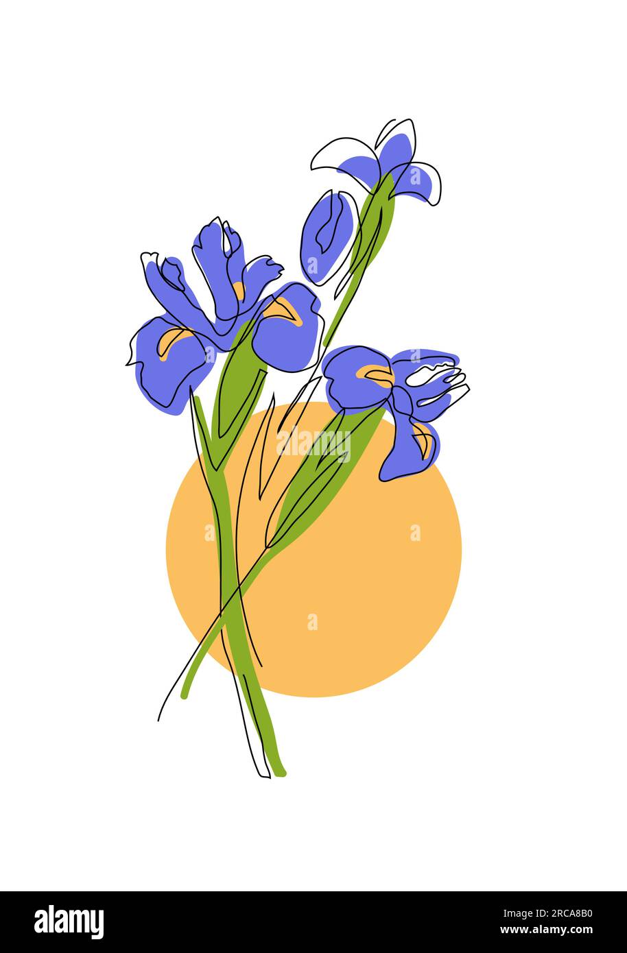 Iris flowers vector color illustration. One continuous line art drawing ...