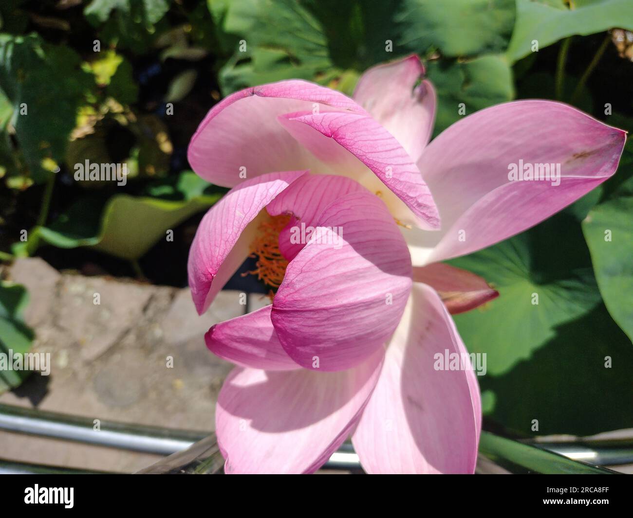 Indian lotus in Baile Felix, Romania. Nelumbo nucifera Stock Photo - Alamy