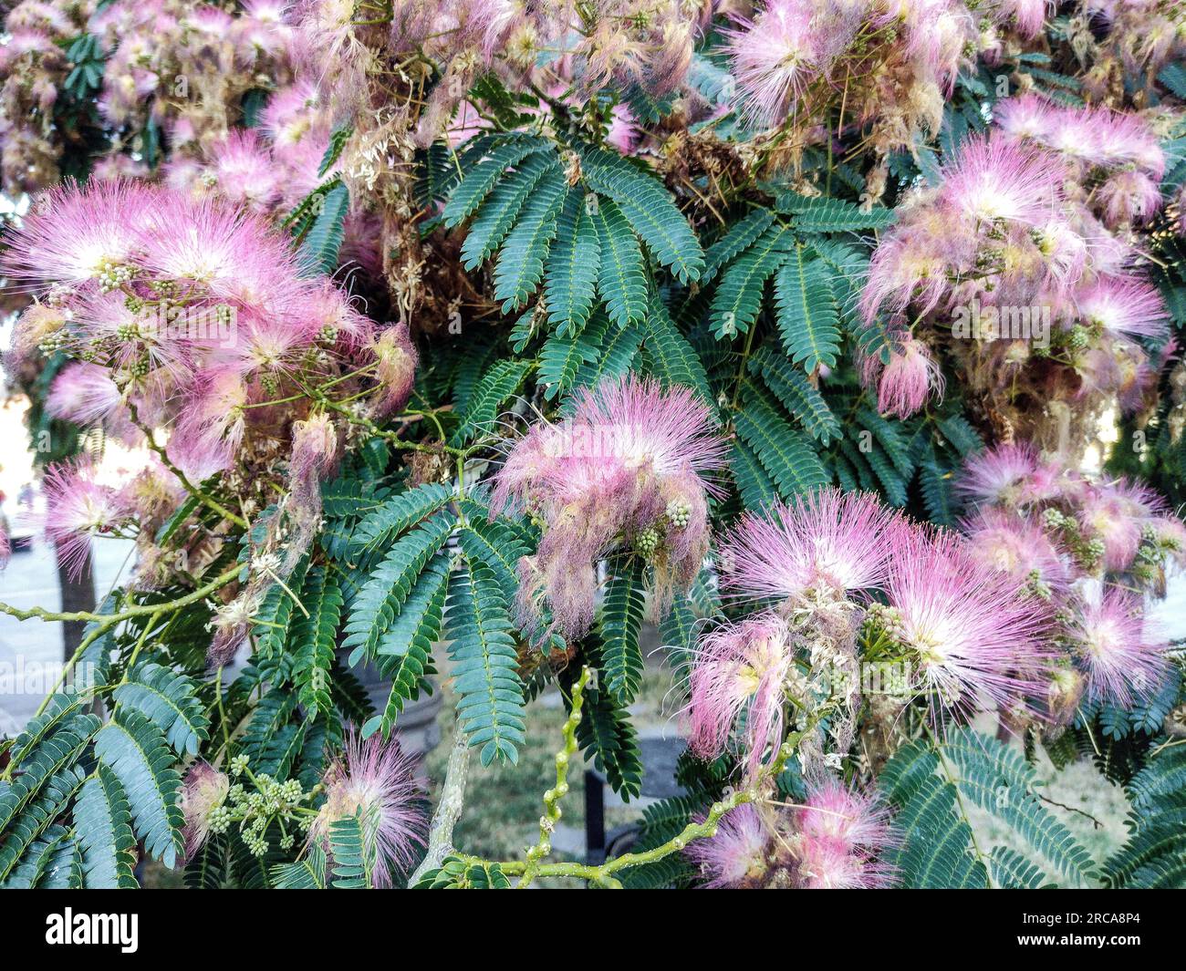 Mimosa tree with flowers in Romania. Albizia julibrissin Stock Photo ...