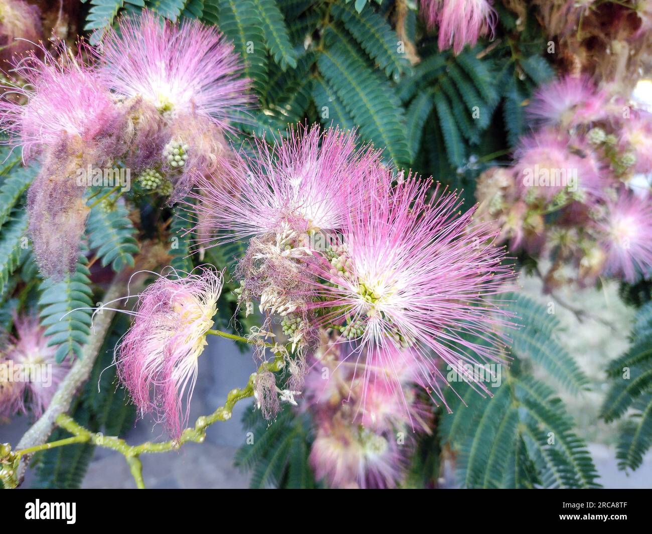 Mimosa tree with flowers in Romania. Albizia julibrissin Stock Photo ...