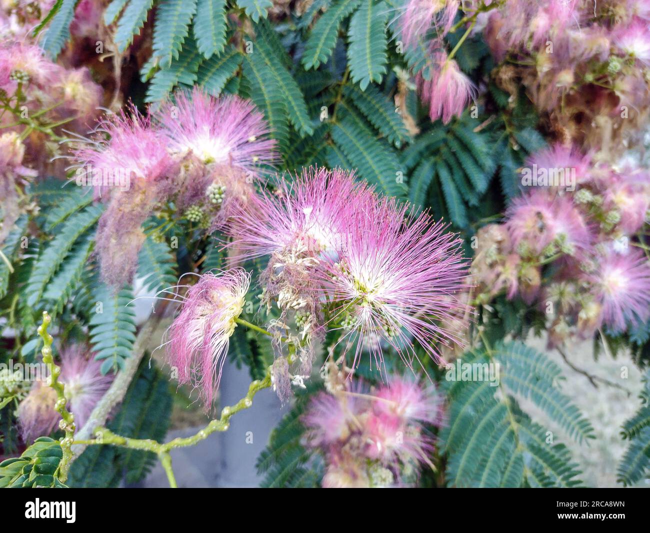 Mimosa tree with flowers in Romania. Albizia julibrissin Stock Photo ...