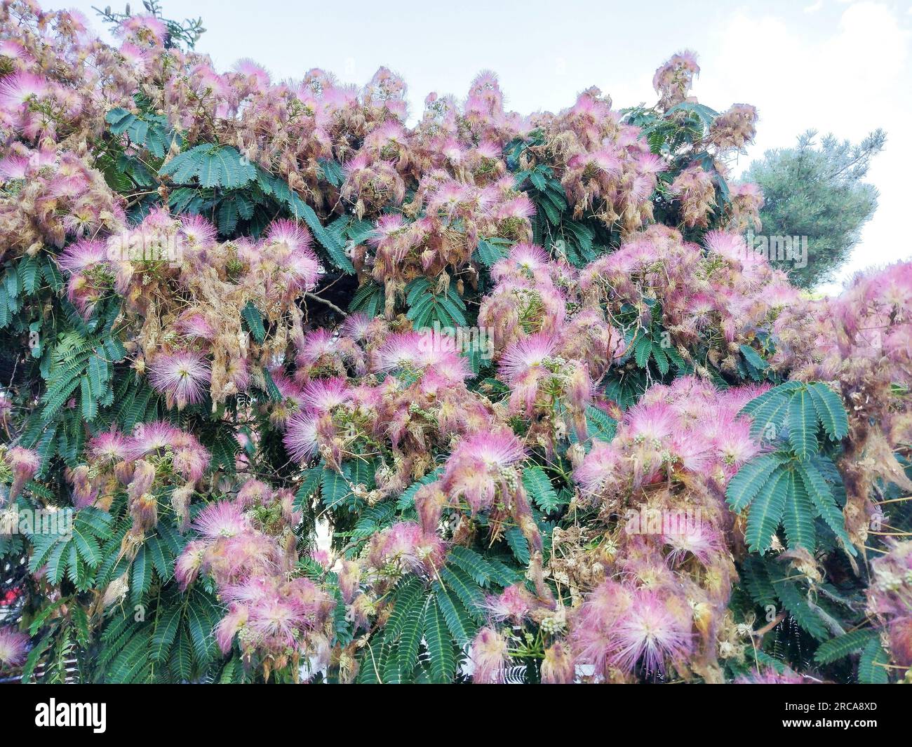 Mimosa tree with flowers in Romania. Albizia julibrissin Stock Photo ...