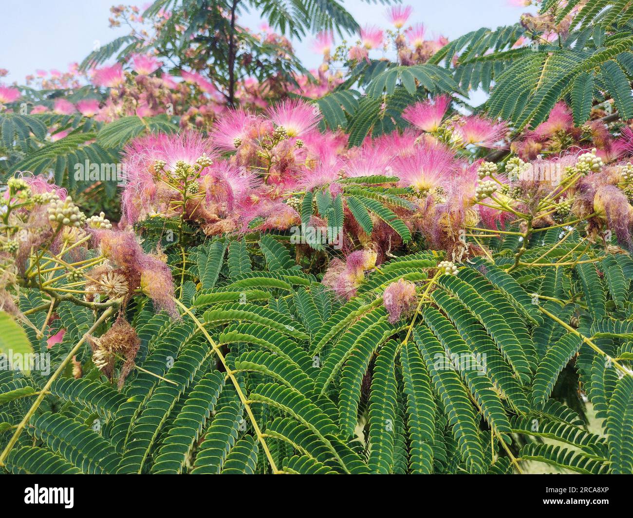 Mimosa tree with flowers in Romania. Albizia julibrissin Stock Photo ...