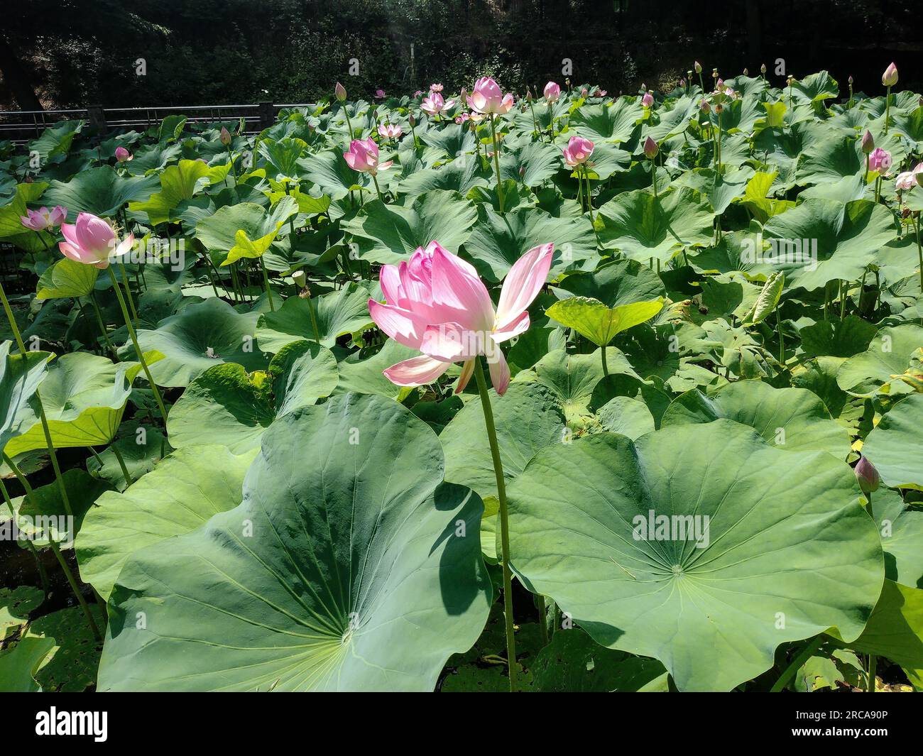 Baile felix romania hi-res stock photography and images - Alamy