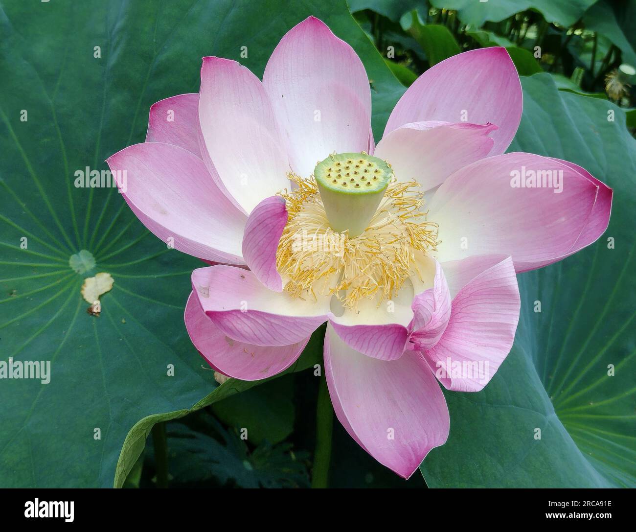Indian lotus in Baile Felix, Romania. Nelumbo nucifera Stock Photo - Alamy