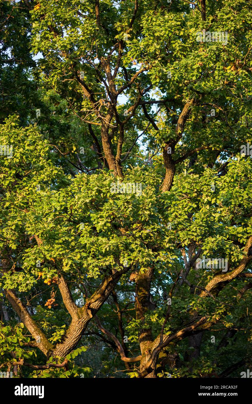 Branched oak trees with a green crown, vertical view Stock Photo - Alamy
