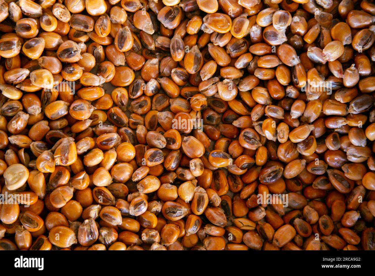 Peruvian corn hi-res stock photography and images - Alamy