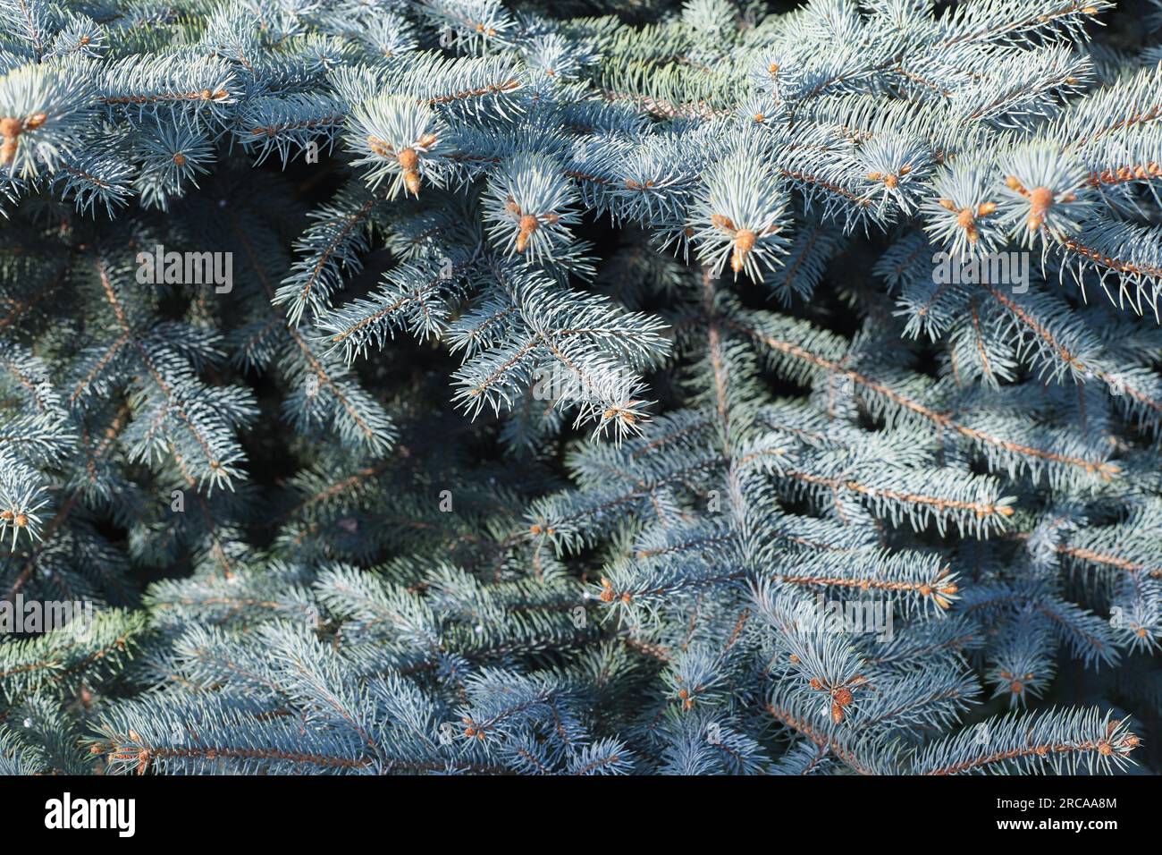 blue fir tree full frame texture background Stock Photo - Alamy