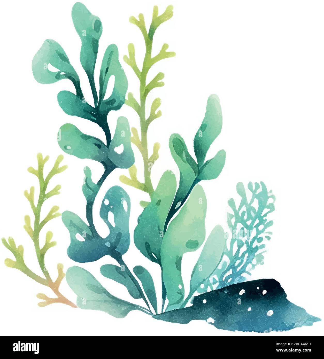Seaweed watercolor. Vintage botanical illustration. Vector decoration ...