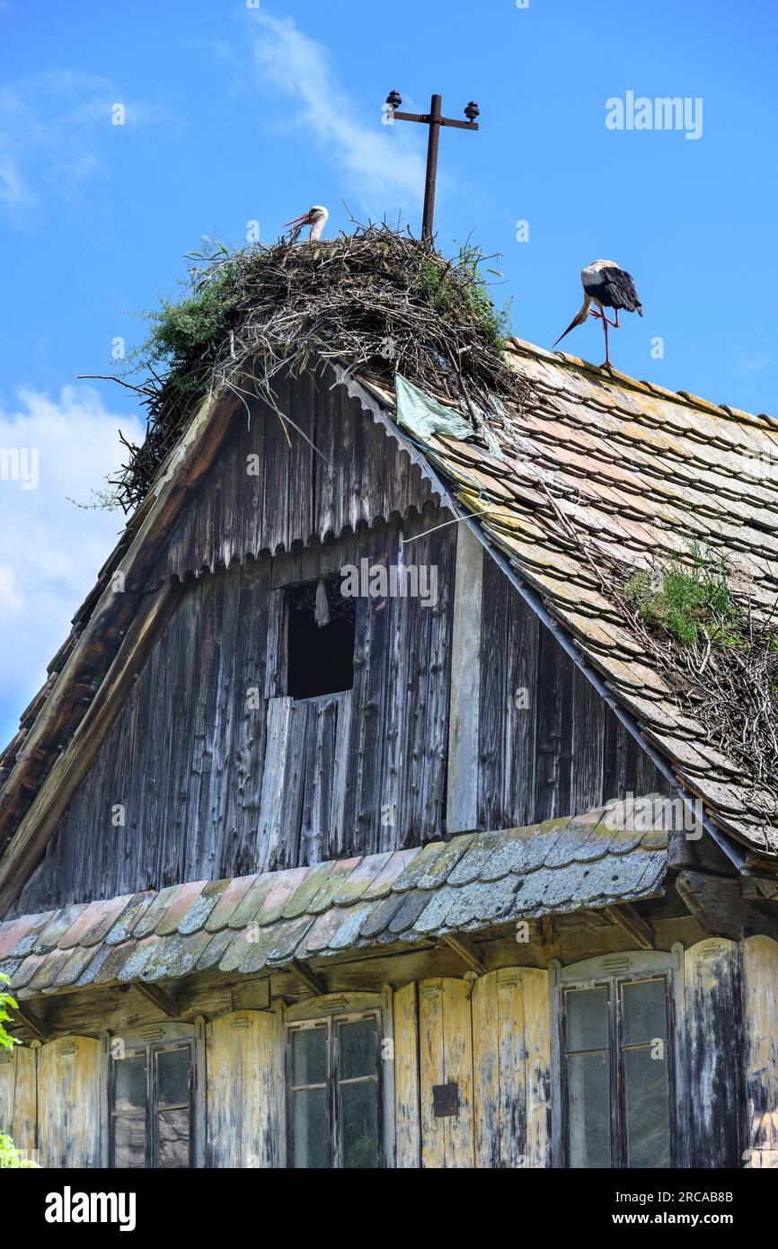 Storks nesting atop an old wooden house in the village of Cigoc ...