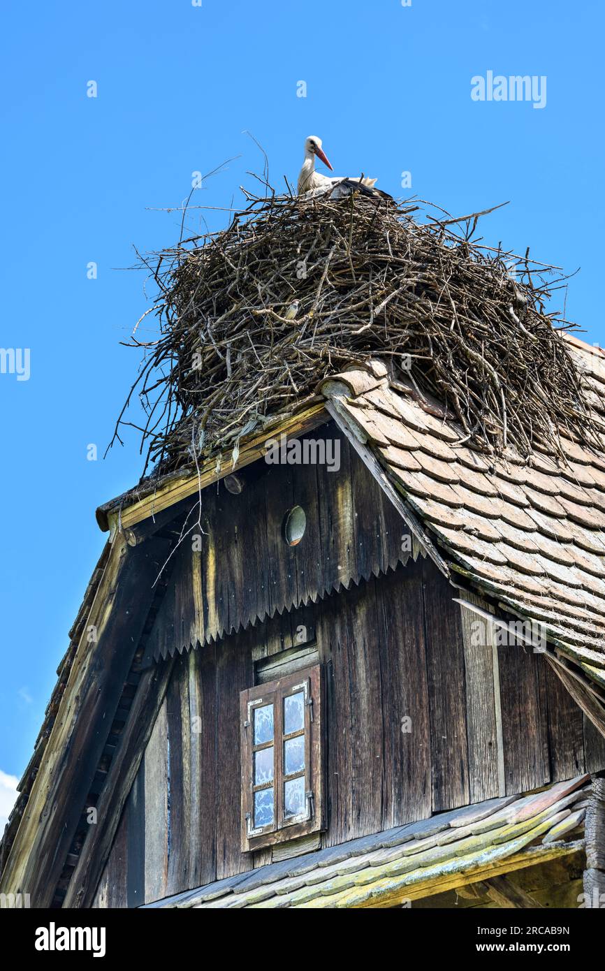 Storks nesting atop an old wooden house in the village of Cigoc ...