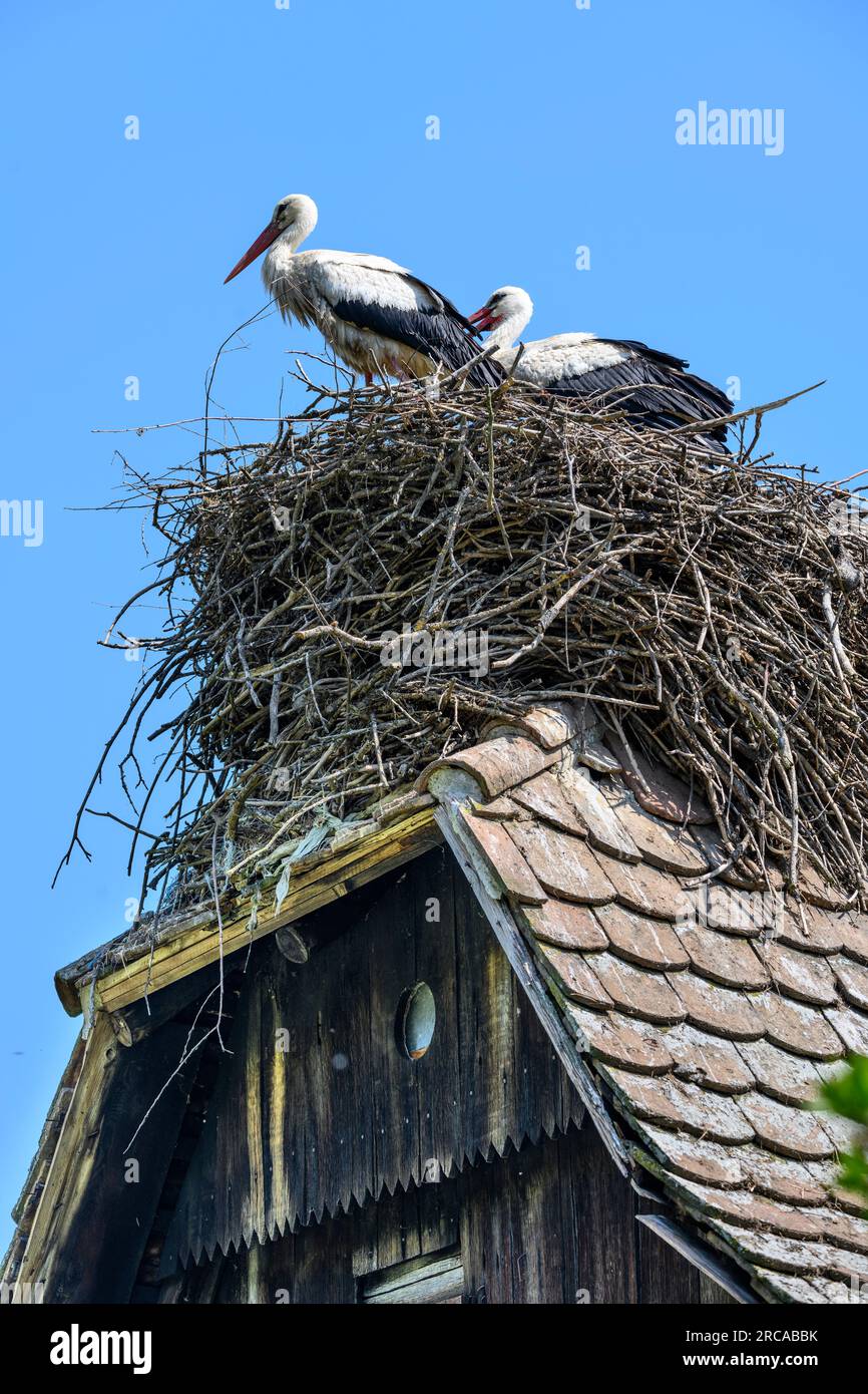 Storks nesting atop an old wooden house in the village of Cigoc ...