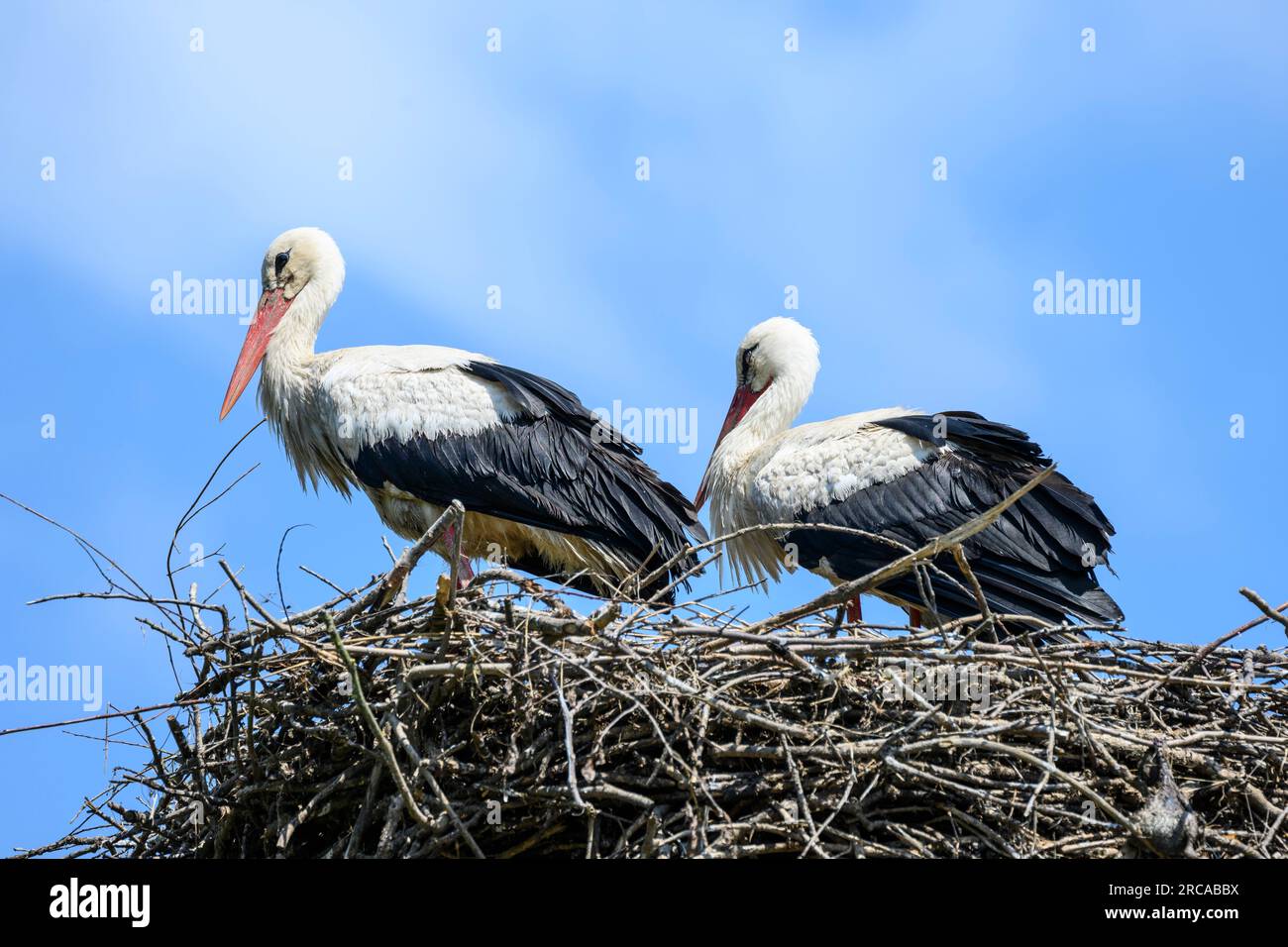 Storks nesting on the roof of an old wooden house in the village of ...