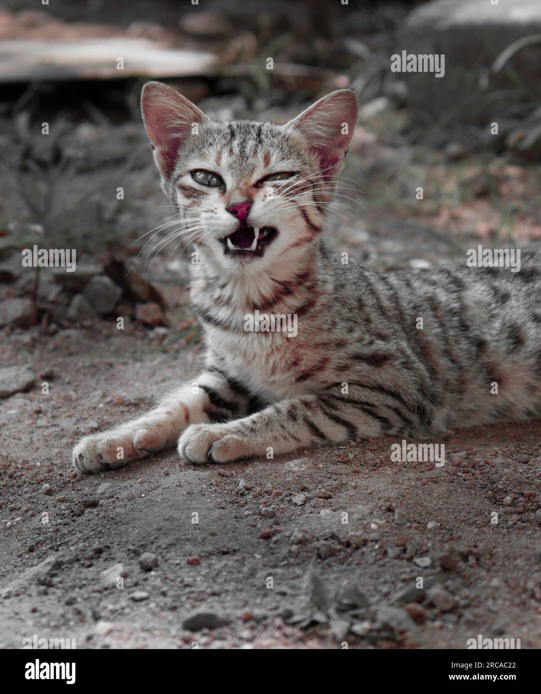 Fierce Cat - He was showing his manly expressions and I took the ...