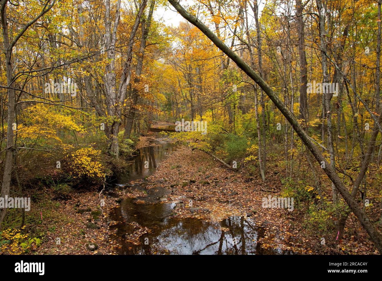 Stream meandering through the fall colors Stock Photo - Alamy