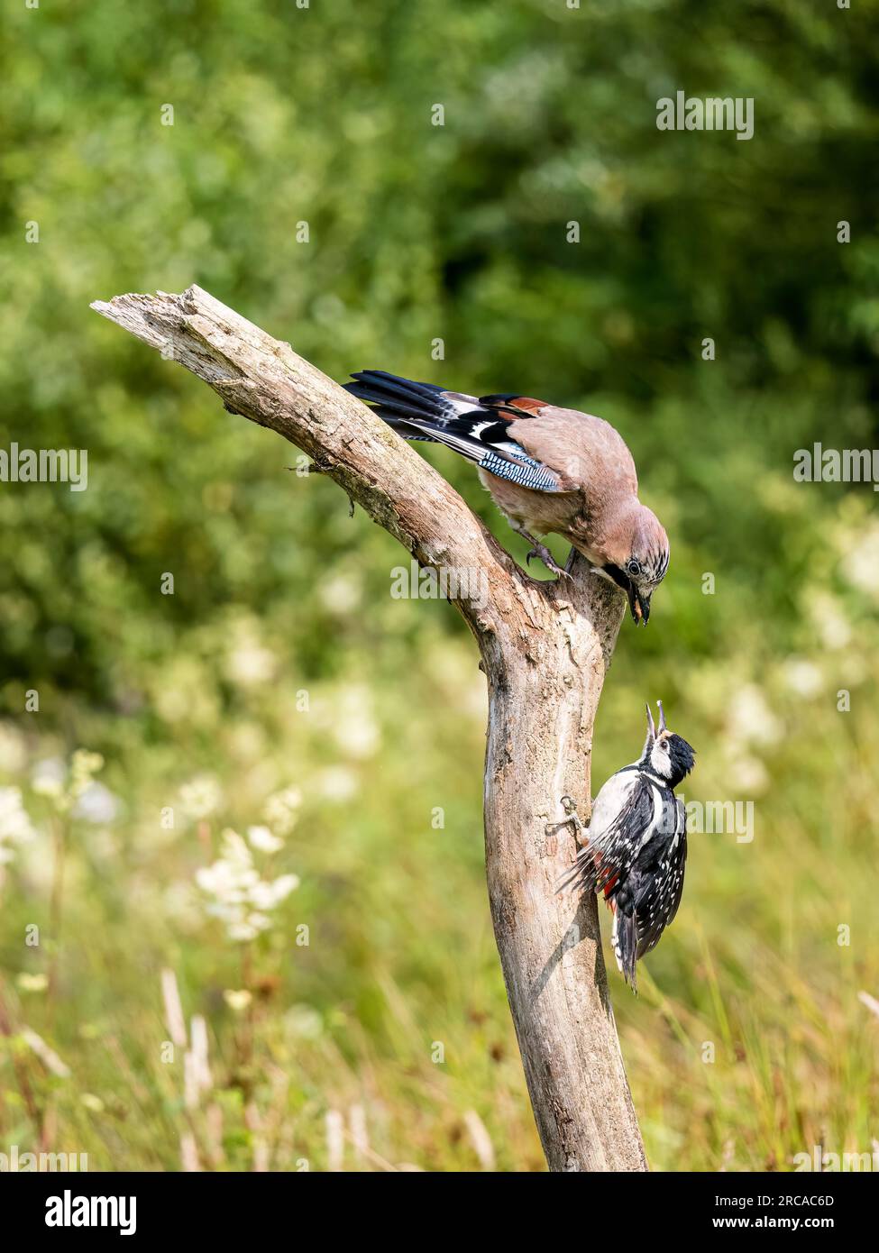 Eurasian Jay and great-spotted woodpecker squaring up in summertime in ...