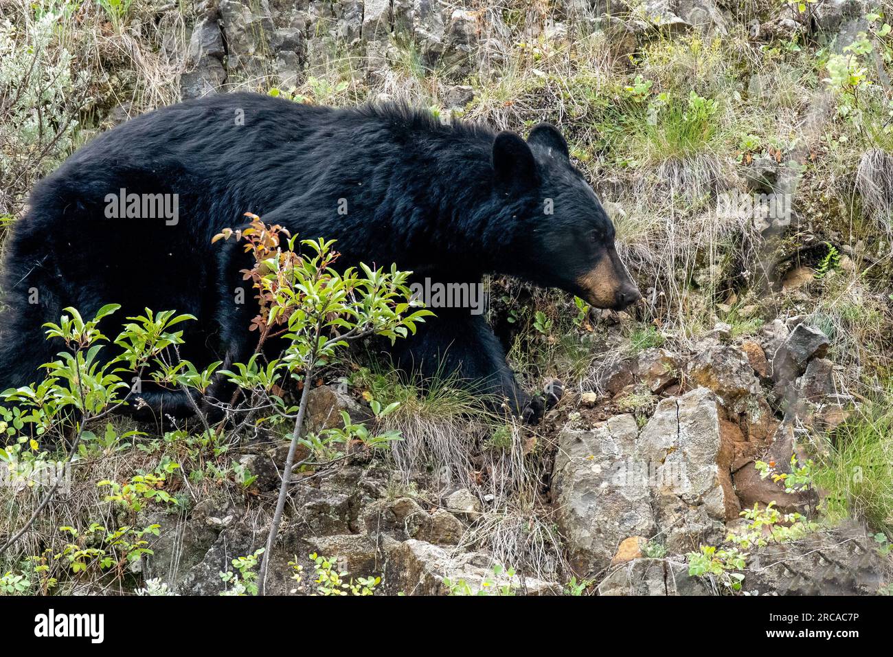 Yellowstone black bear hi-res stock photography and images - Alamy
