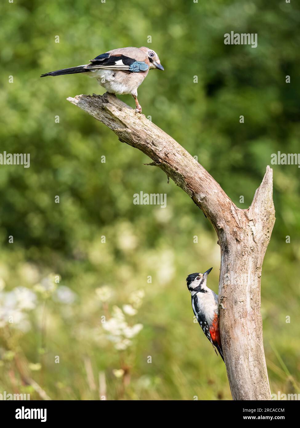 Eurasian Jay and great-spotted woodpecker squaring up in summertime in ...