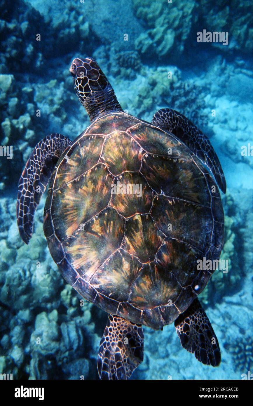 Green sea turtle (Chelonia mydas) overhead underwater view in Honaunau ...
