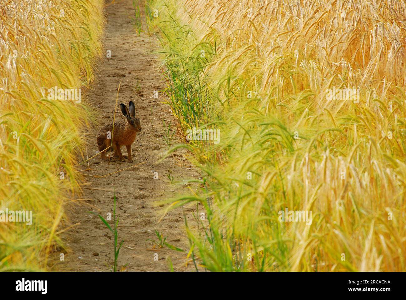 Hare in the fields hi-res stock photography and images - Alamy