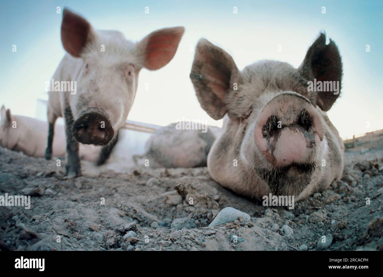 Low angle fish-eye lens view of hogs in farmyard in Logan, Utah Stock ...