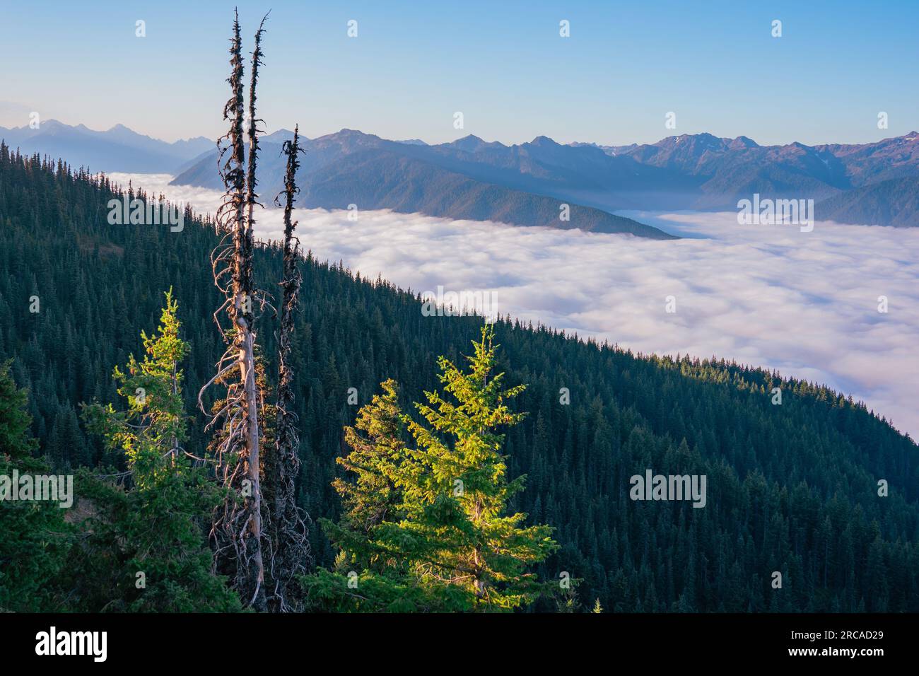 Morning hike above the clouds | Hurricane Hill via Hurricane Ridge ...