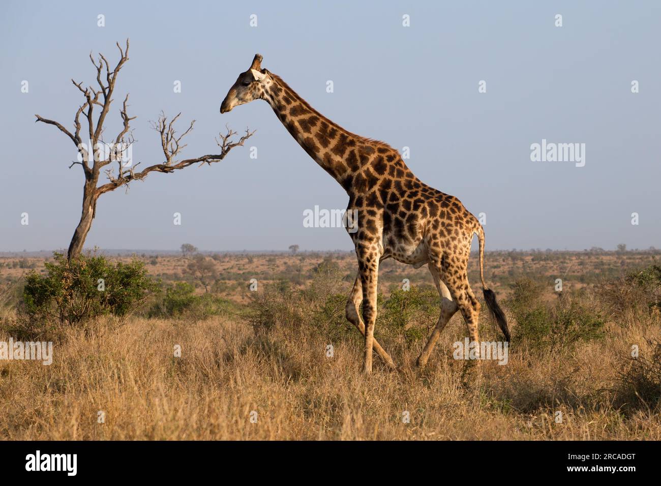 Tallest giraffe hi-res stock photography and images - Alamy