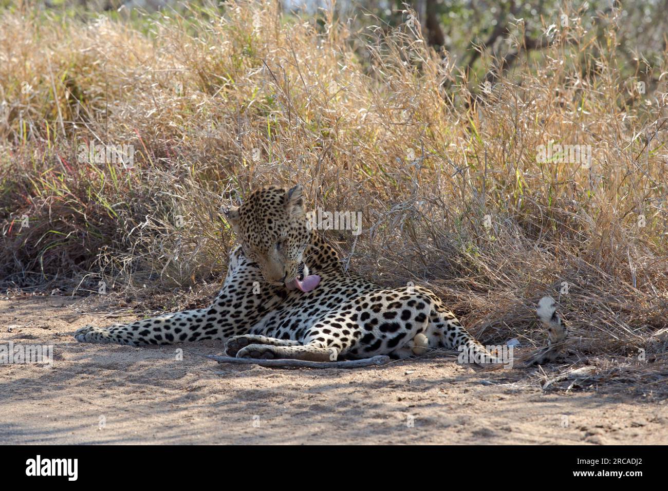 Big cats south africa hi-res stock photography and images - Alamy