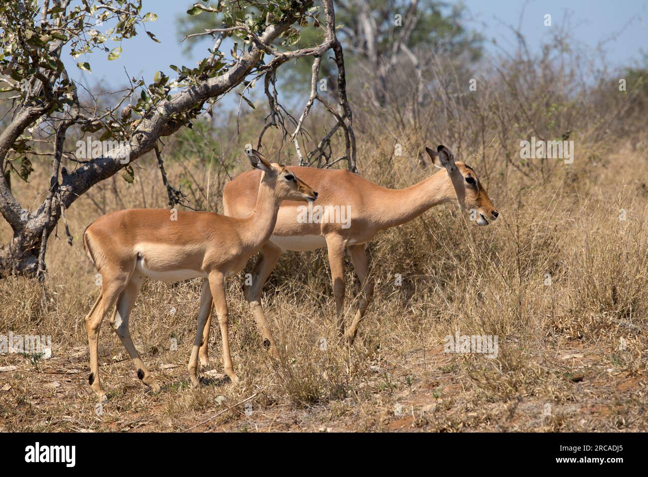 Impalas hi-res stock photography and images - Alamy
