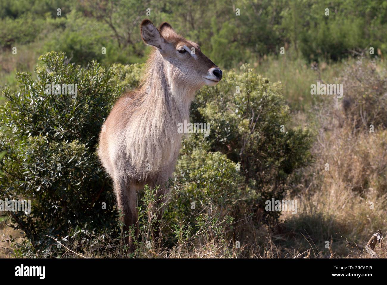 Antelope kruger national park hi-res stock photography and images - Alamy