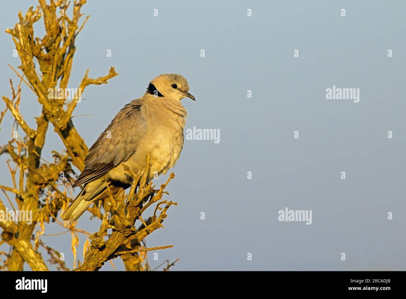 Ring necked dove hi-res stock photography and images - Alamy