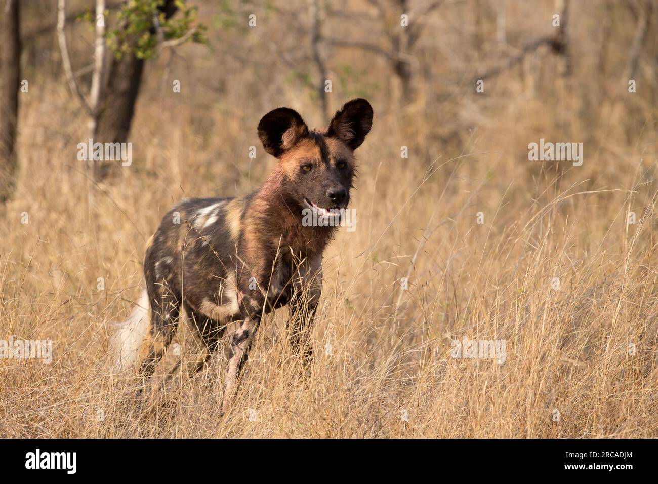 Lycaon pictus african wild dog hi-res stock photography and images - Alamy