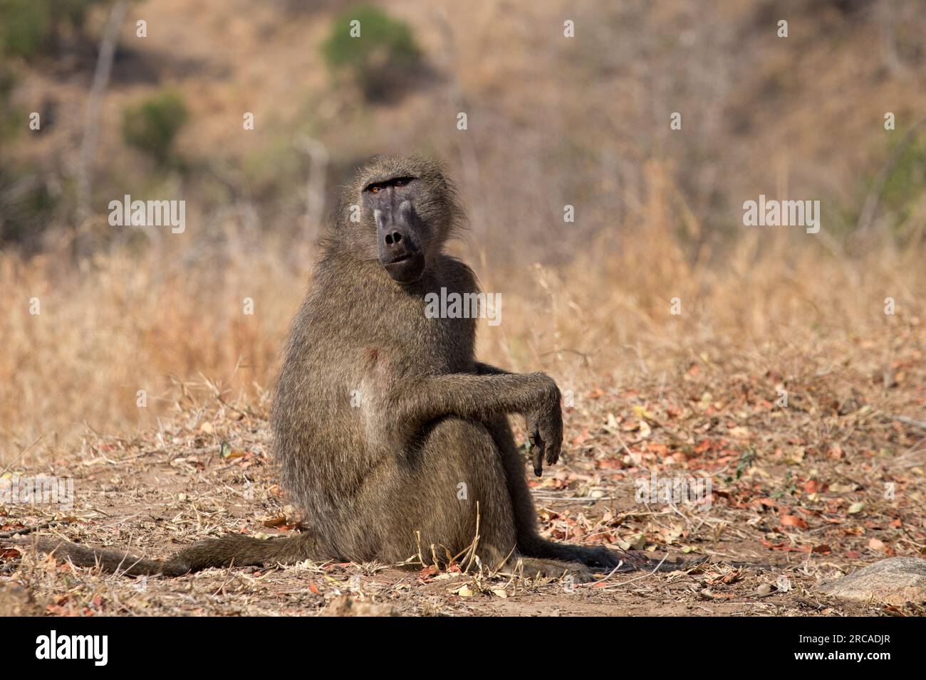 Largest baboon hi-res stock photography and images - Alamy