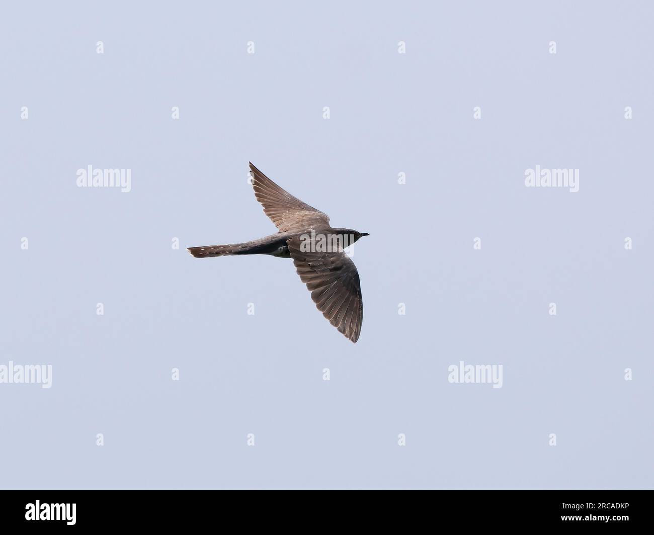 Common cuckoo, Kuckuck, Coucou gris, Cuculus canorus, kakukk, Hortobágy ...