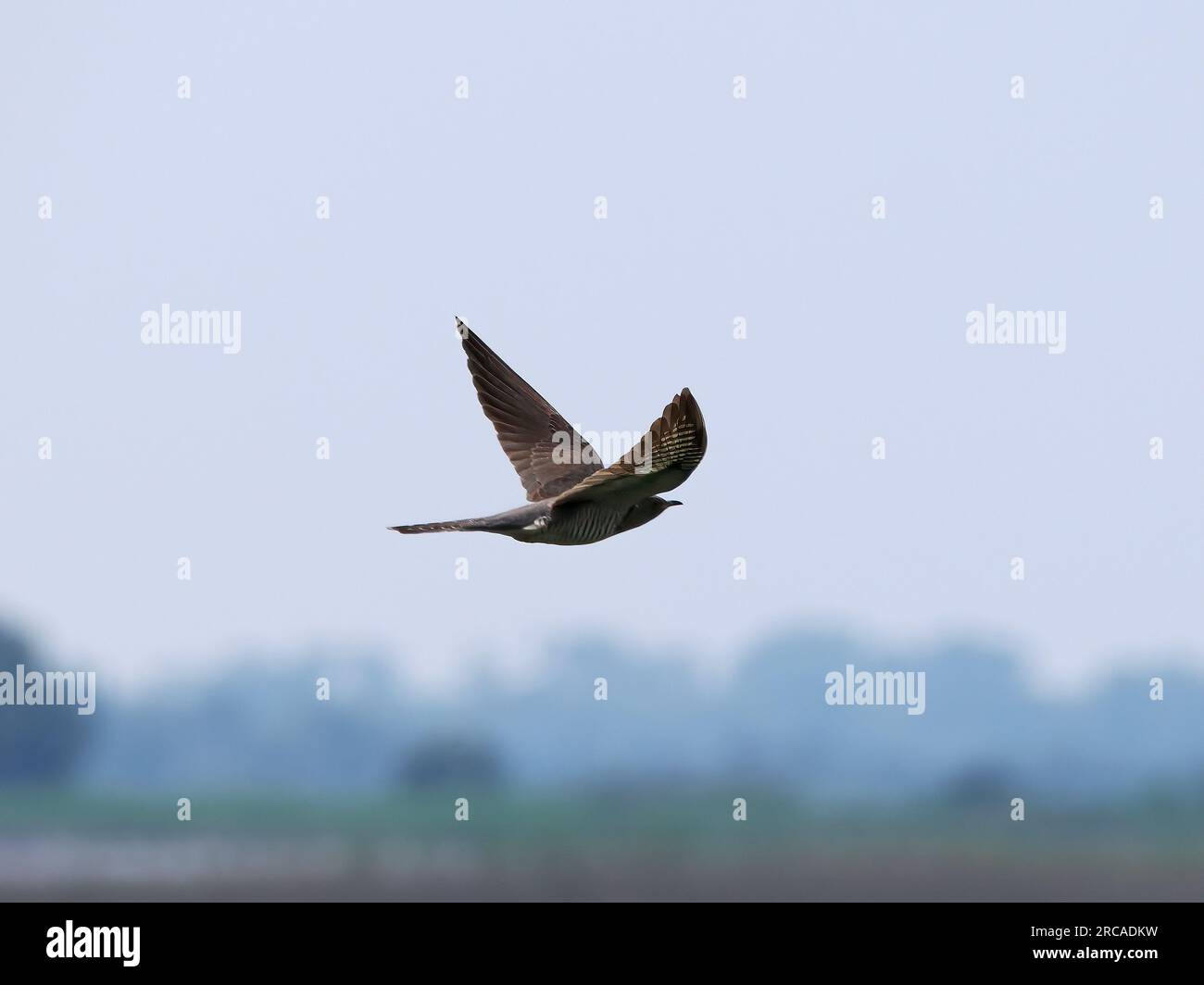 Common cuckoo, Kuckuck, Coucou gris, Cuculus canorus, kakukk, Hortobágy ...
