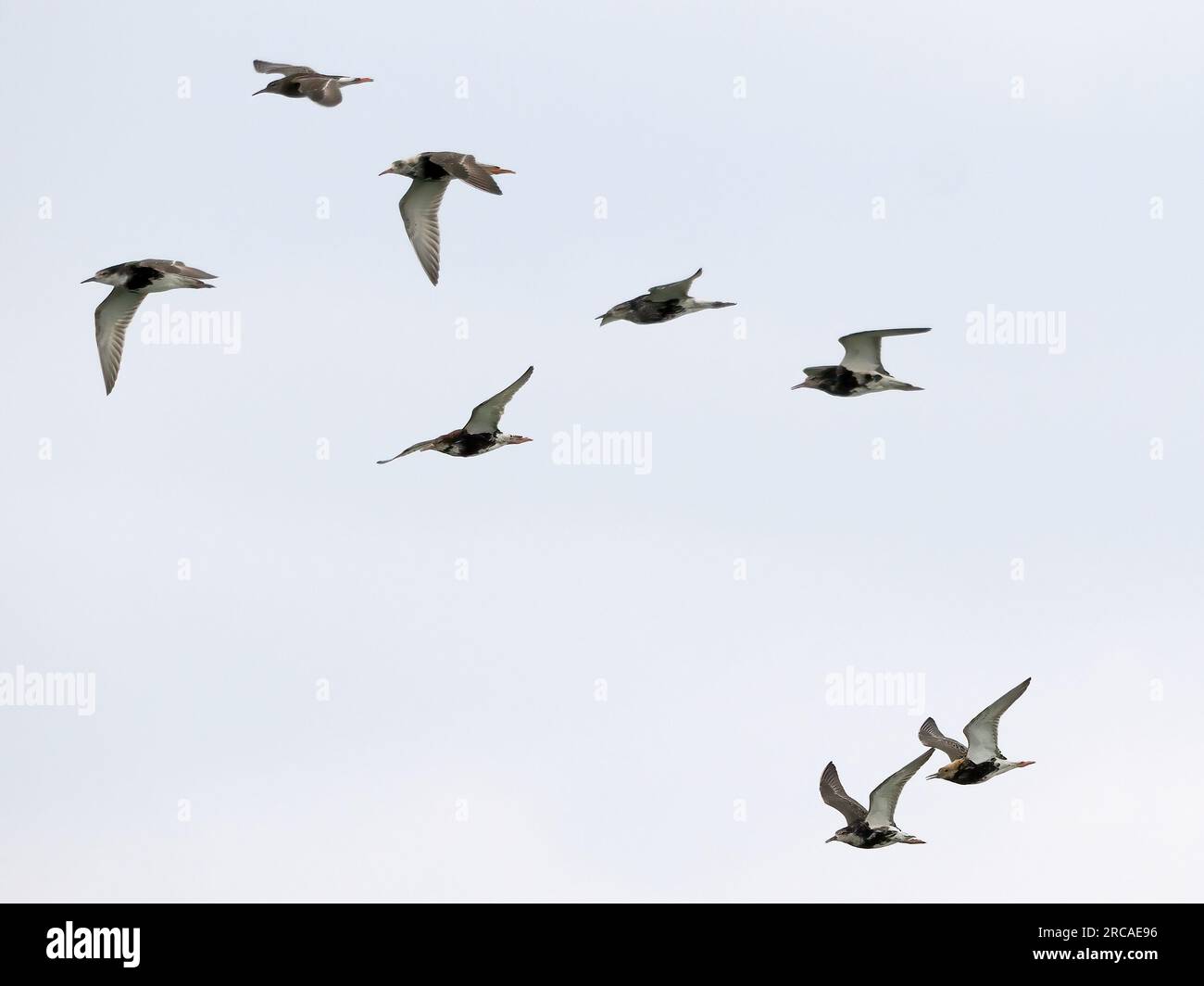 Canko hi-res stock photography and images - Alamy