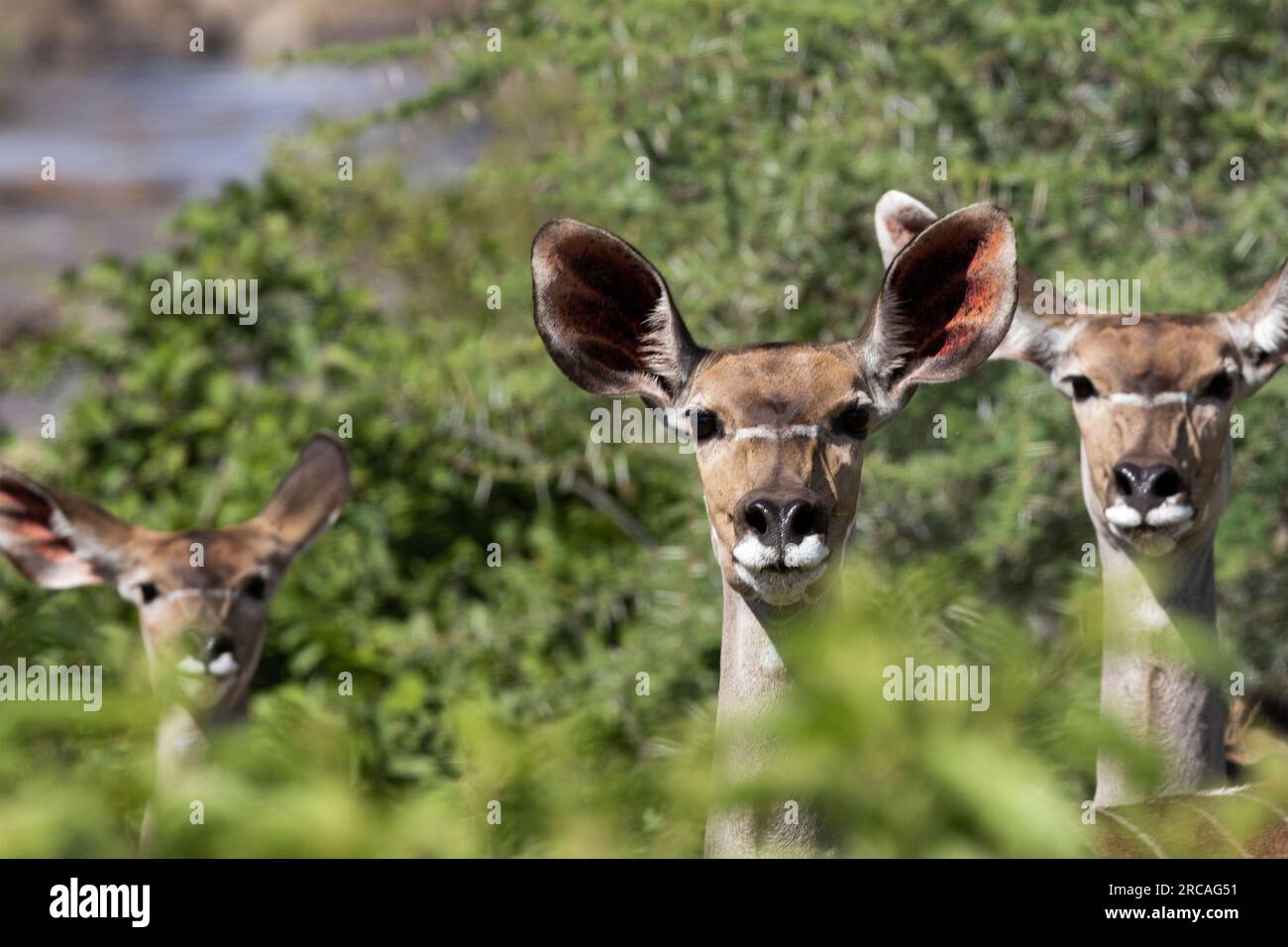 Greater Kudu prefer to live in thicker bush and have an incredible ...